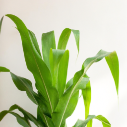 Indoor Corn Plant Varieties? – Explore Different Indoor Corn Plant ...